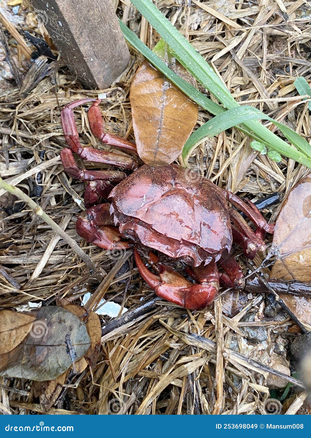 Dead crab on a tree stock image. Image of meat, background - 253698049