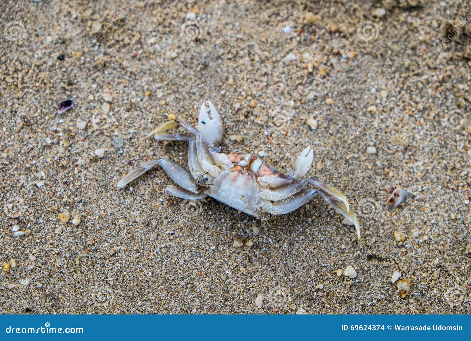 Dead Crabs on the Beach, Pattaya Beach, Thailand Stock Photo - Image of ...