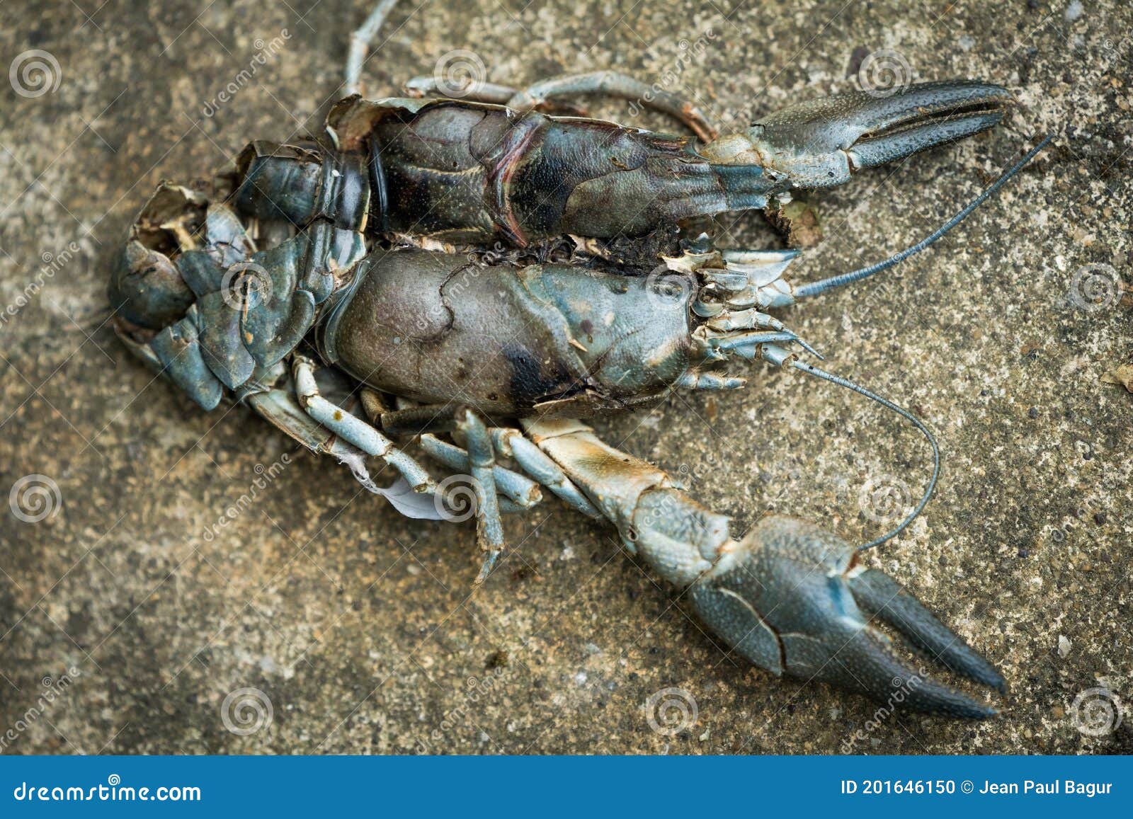 A Dead Crayfish with Broken Tail on Concrete Stock Photo - Image of ...
