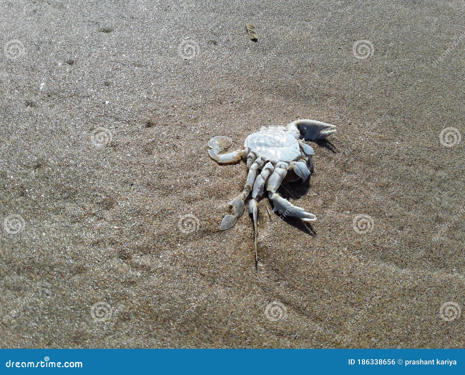 Dead creatures on beach stock photo. Image of creatures - 186338656