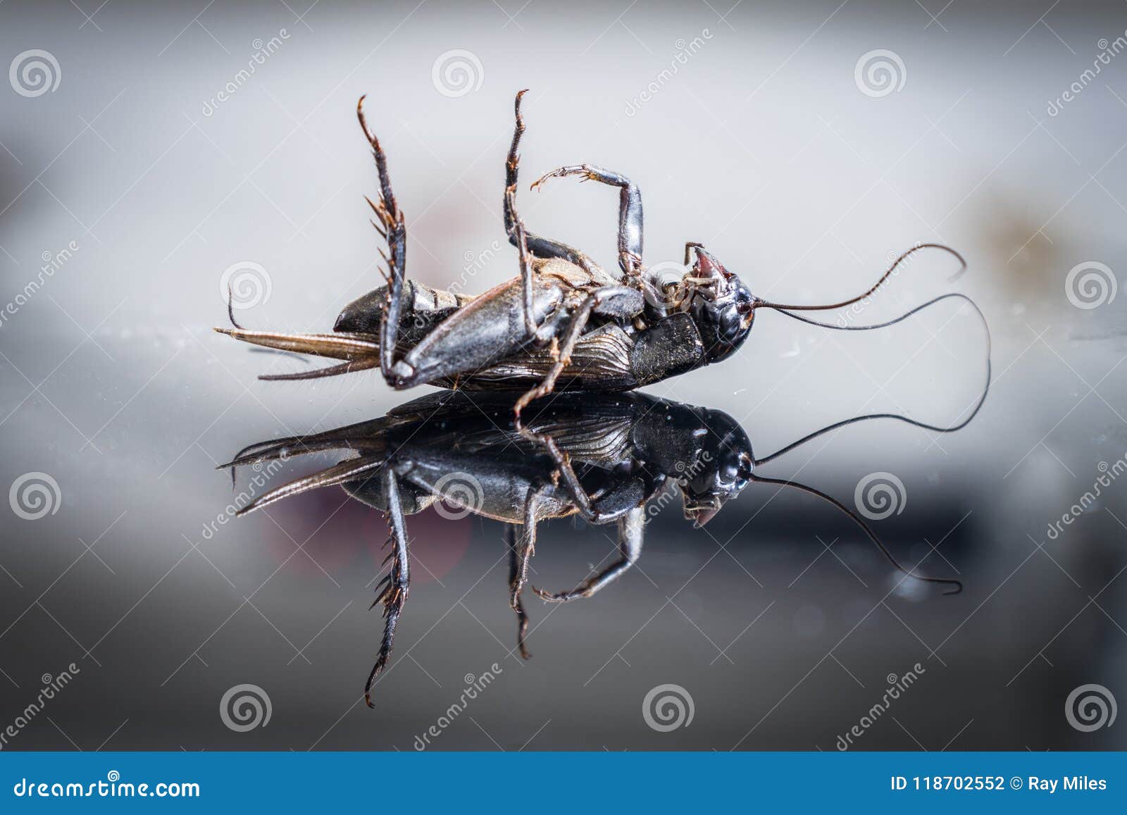 Dead Cricket on Glass Surface Stock Photo - Image of grimy, hopper ...