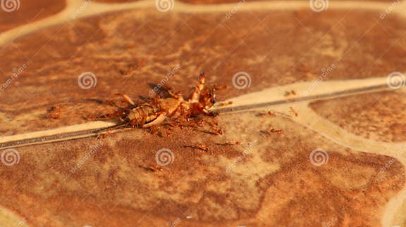 Dead crickets stock photo. Image of dying, insect, lazy - 298157436