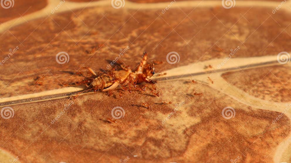 Dead crickets stock photo. Image of dying, insect, lazy - 298157436