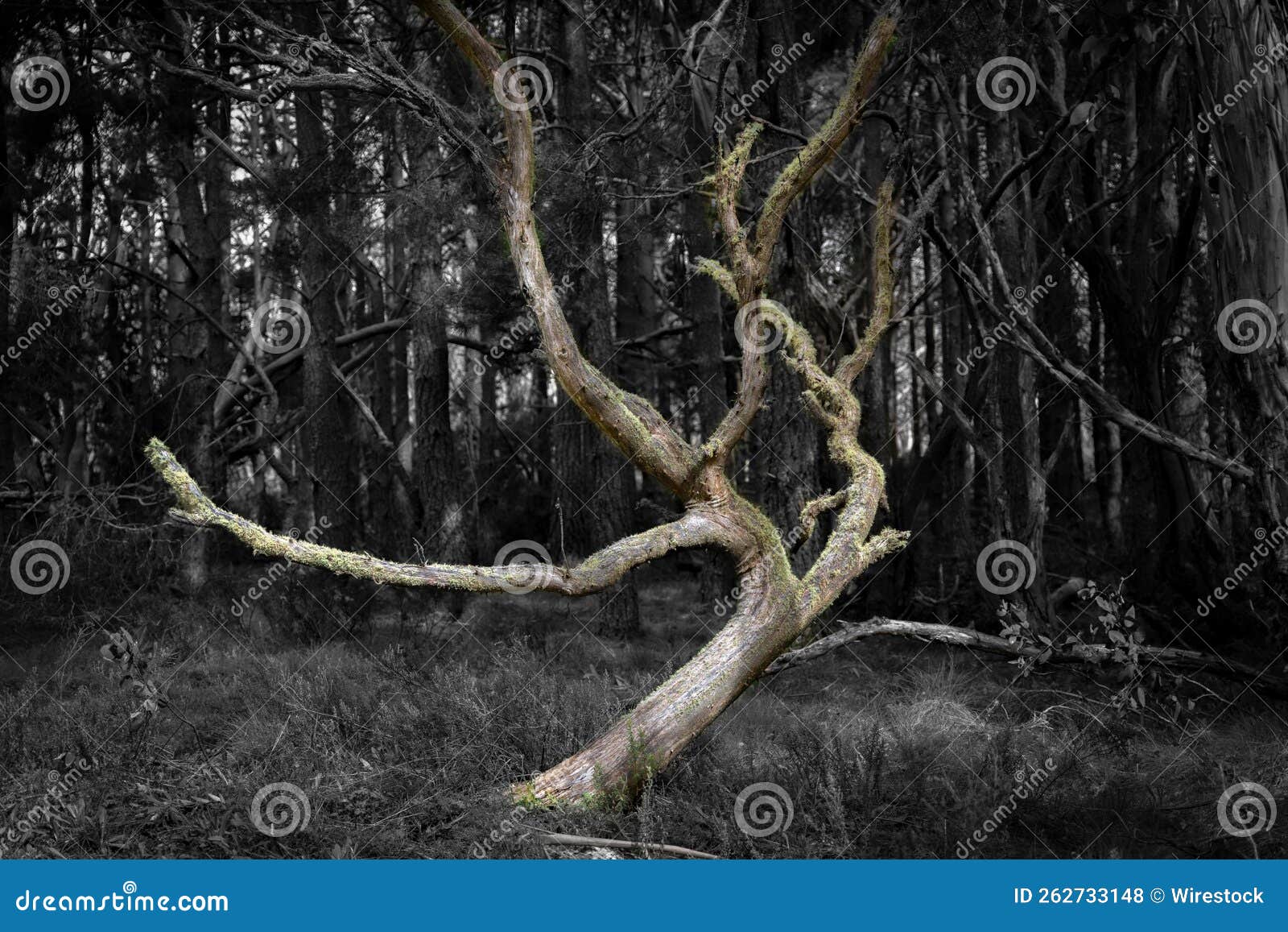 Dead Crooked Tree in the Dark Forest. Stock Photo - Image of landscape ...