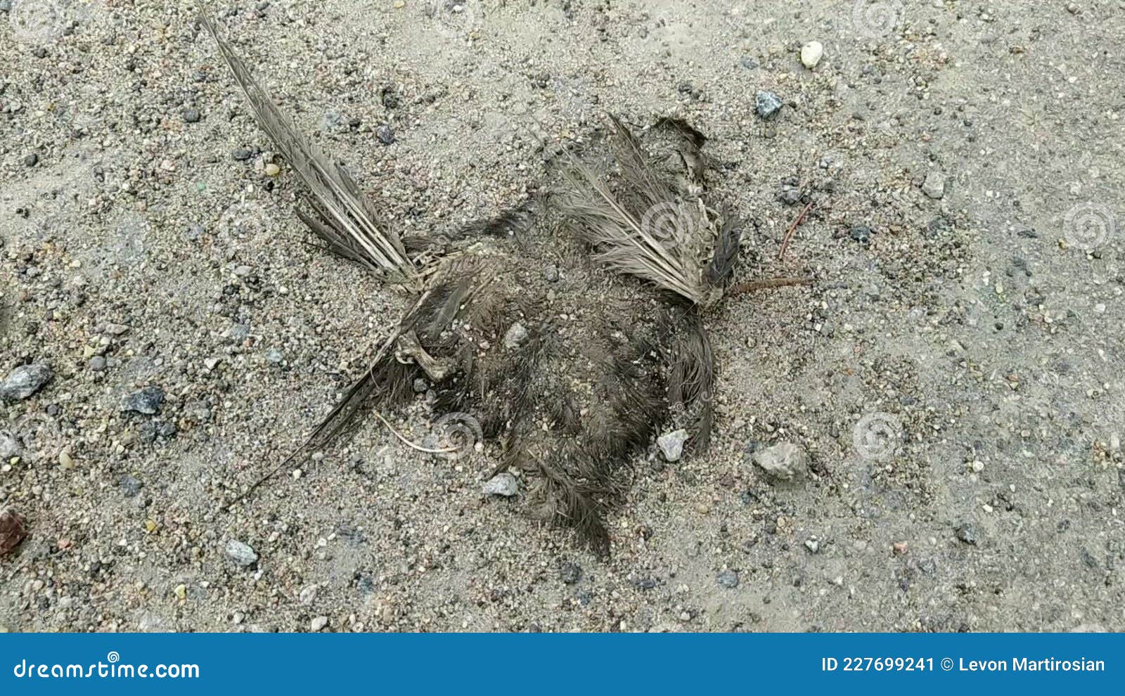 Dead and Crushed Bird on the Ground is Blown by the Wind. Stock Video ...