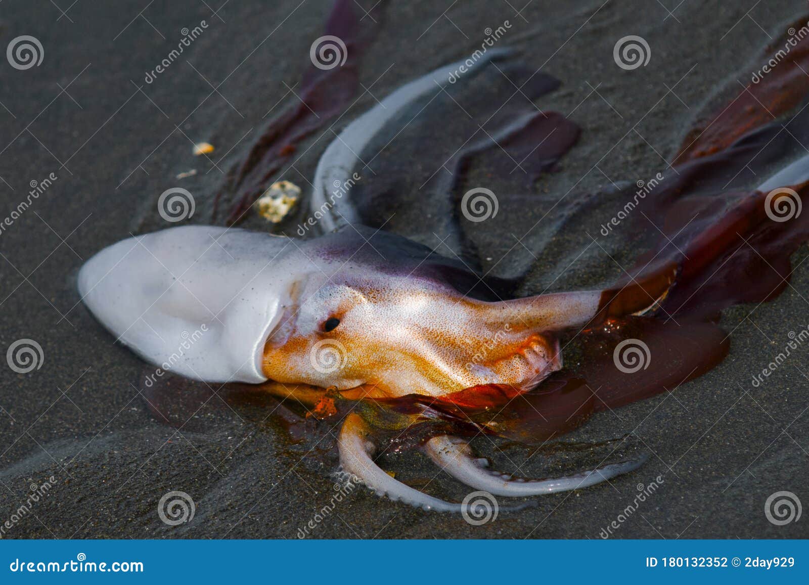 Dead Cuttlefish on the Beach, Nature, Animals Stock Photo - Image of ...