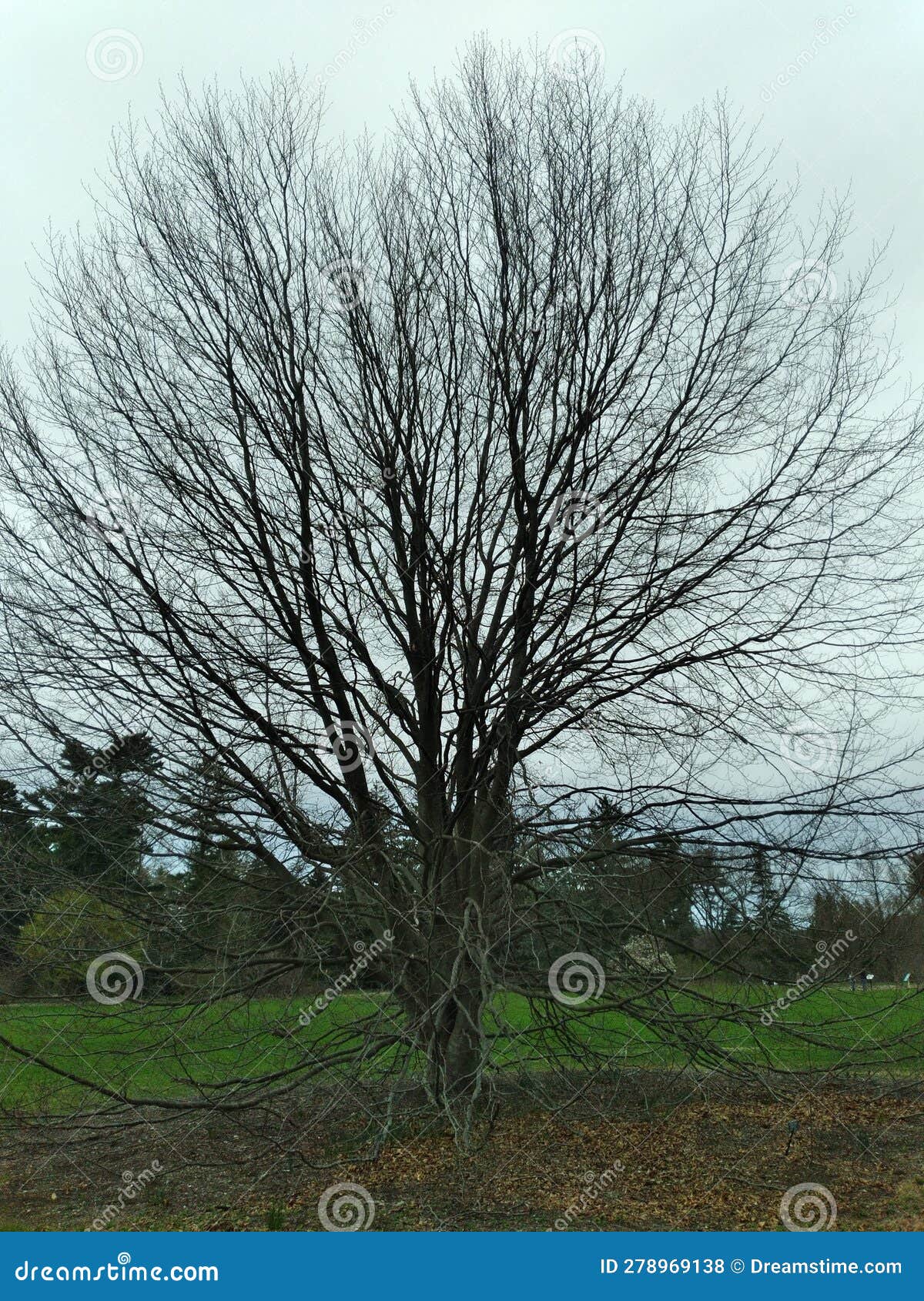 Dead Dark Brown Tree with White Sky Stock Photo - Image of tree, dark ...