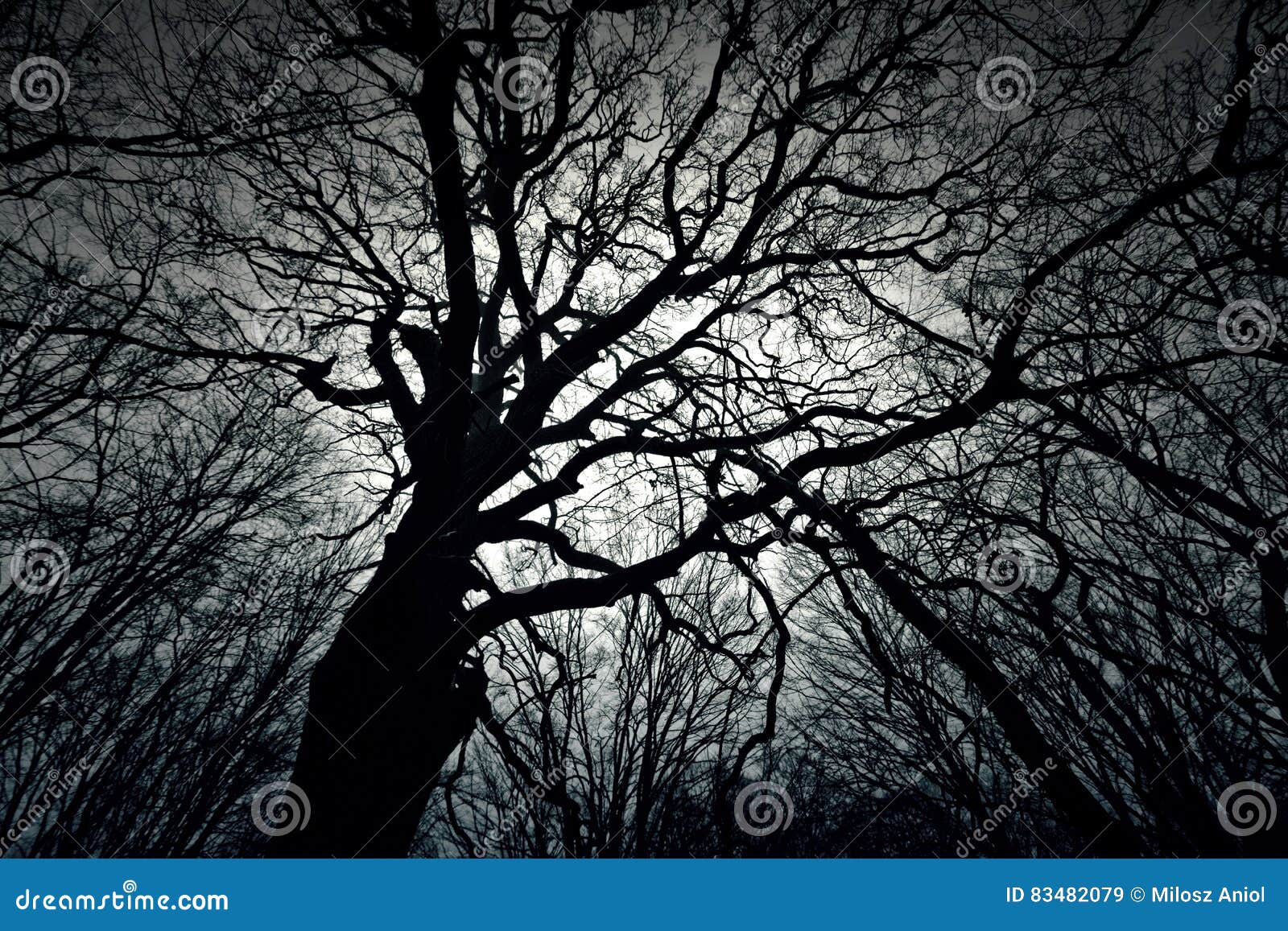 Dead Dark Winter Tree in the Forest. Stock Image - Image of foggy ...