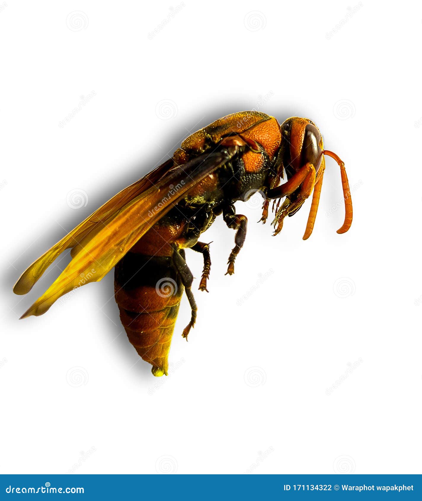 Dead Dead Insects on a White Background Stock Photo - Image of fuzzy ...