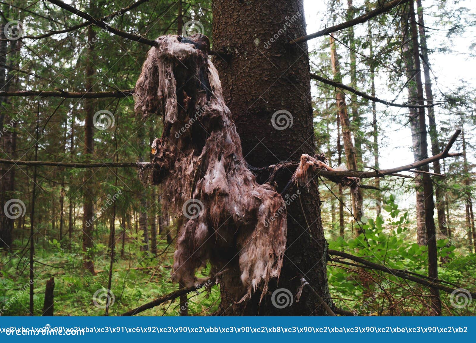 Dead Decayed Animal on Tree Branches Stock Image - Image of decayed ...