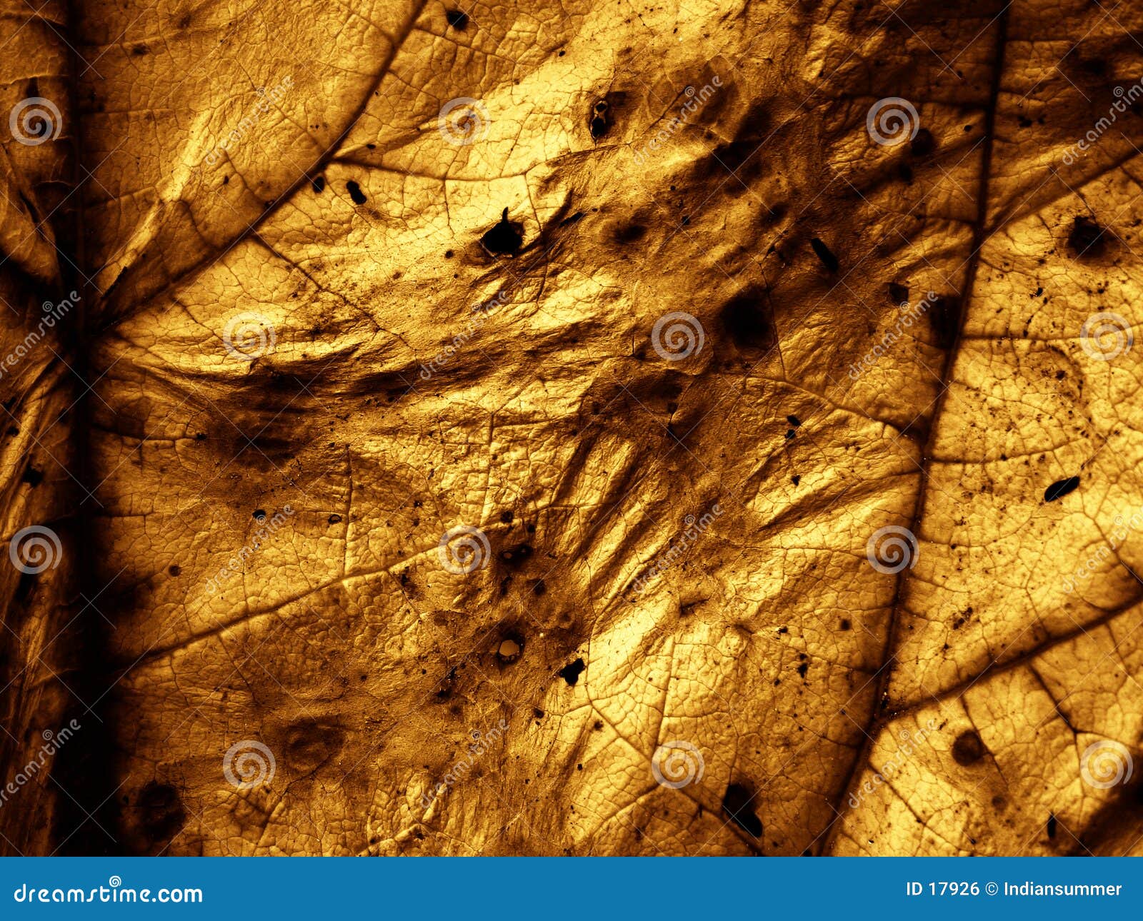 Dead, Decayed Leaf Structure Stock Photo - Image of texture, structure ...