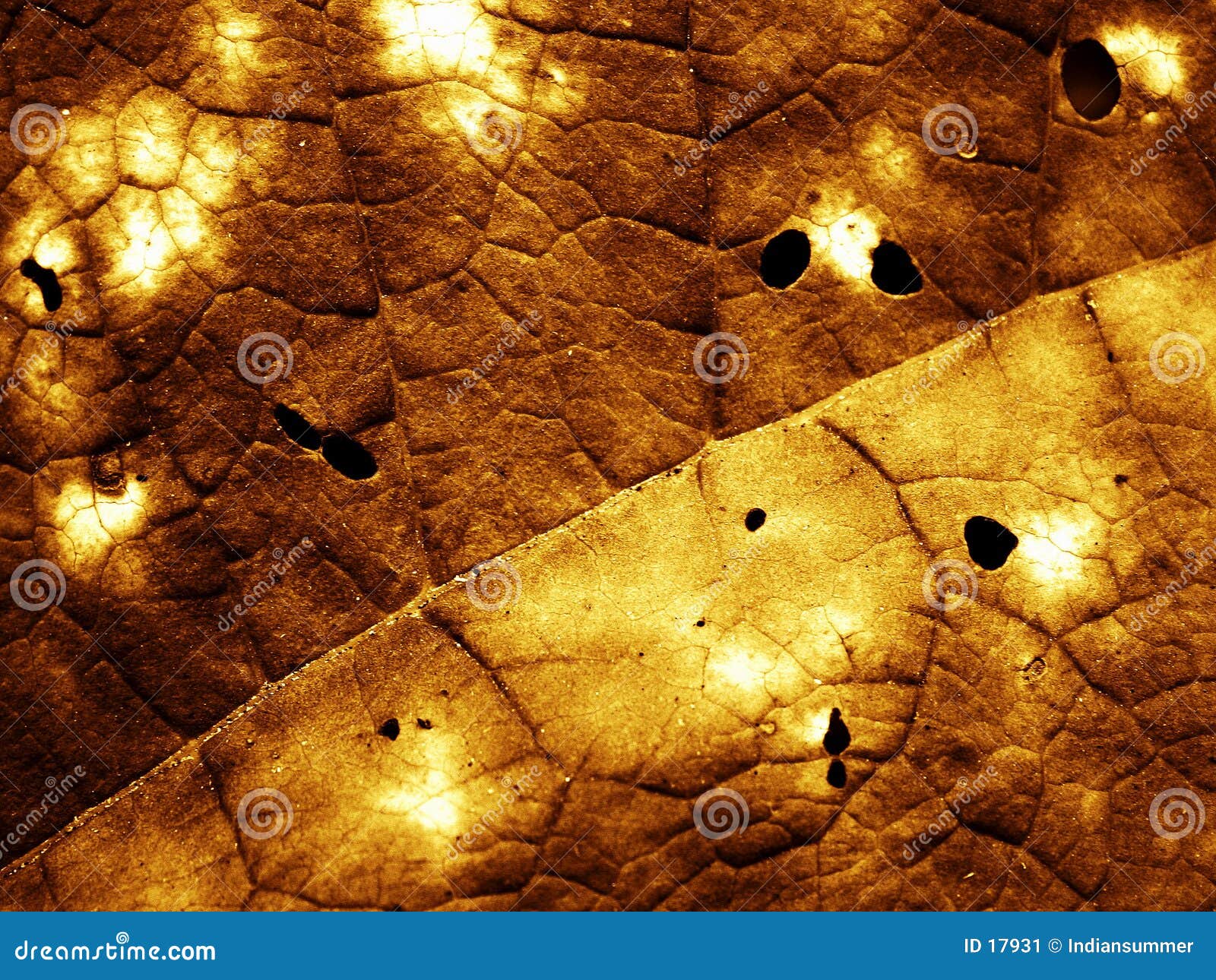 Dead, Decayed Leaf Structure II Stock Image - Image of putrid, laves: 17931