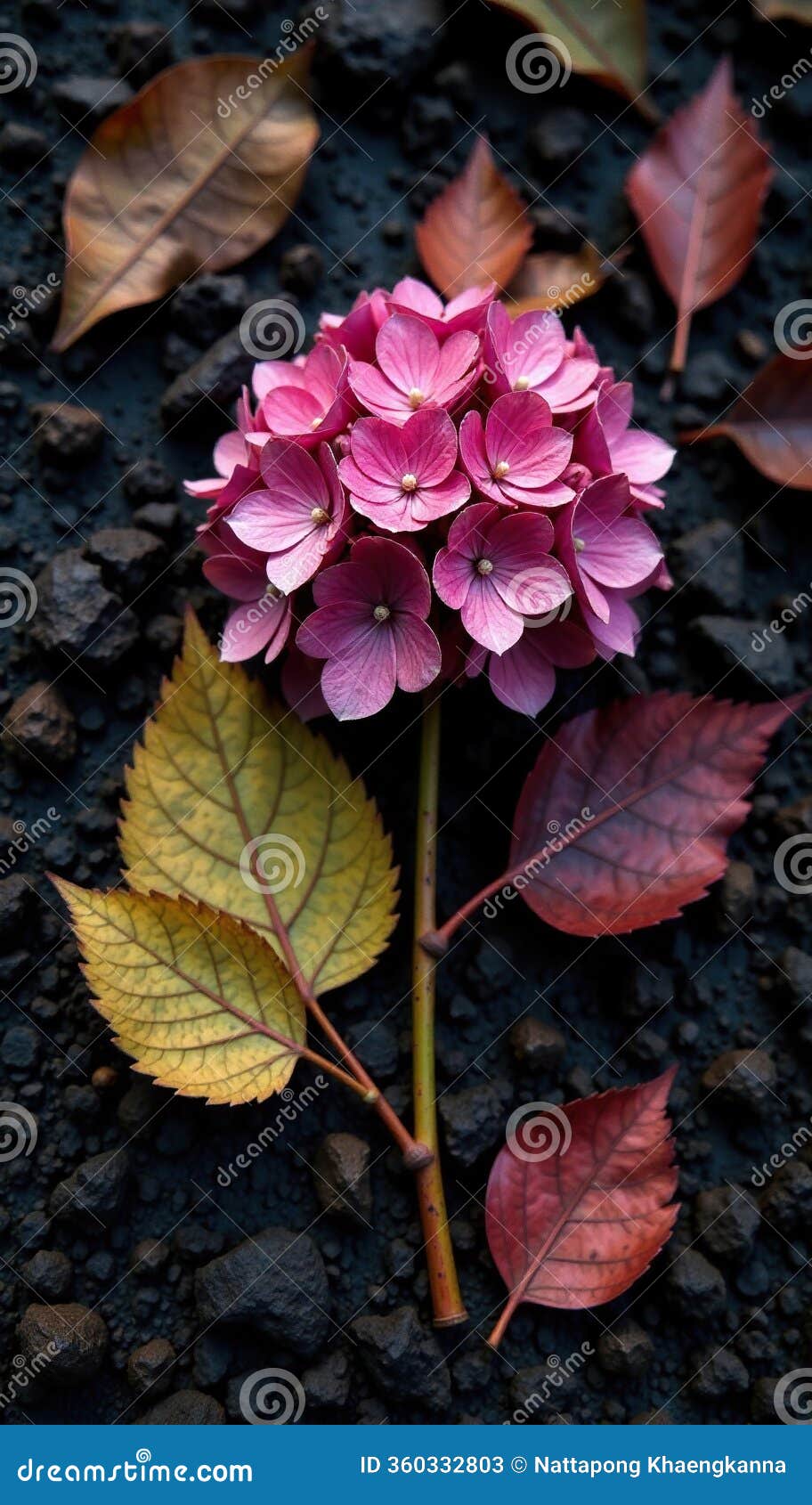 Dead and Decaying Hydrangea Leaves on the Ground Dead Ground Decay ...