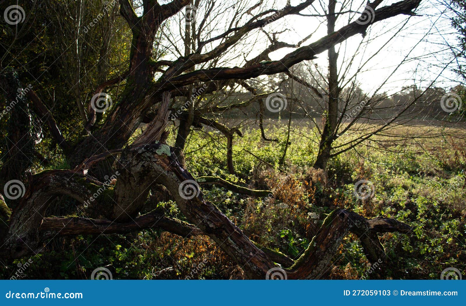 Dead and Decaying Old Tree Branches with Trees Stock Image - Image of ...