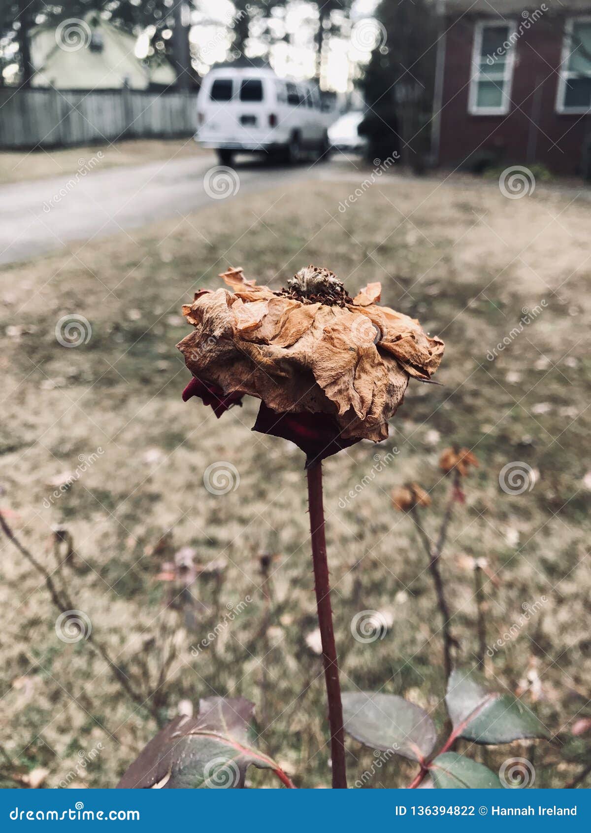 Dead Rose stock photo. Image of focus, decaying, dead - 136394822