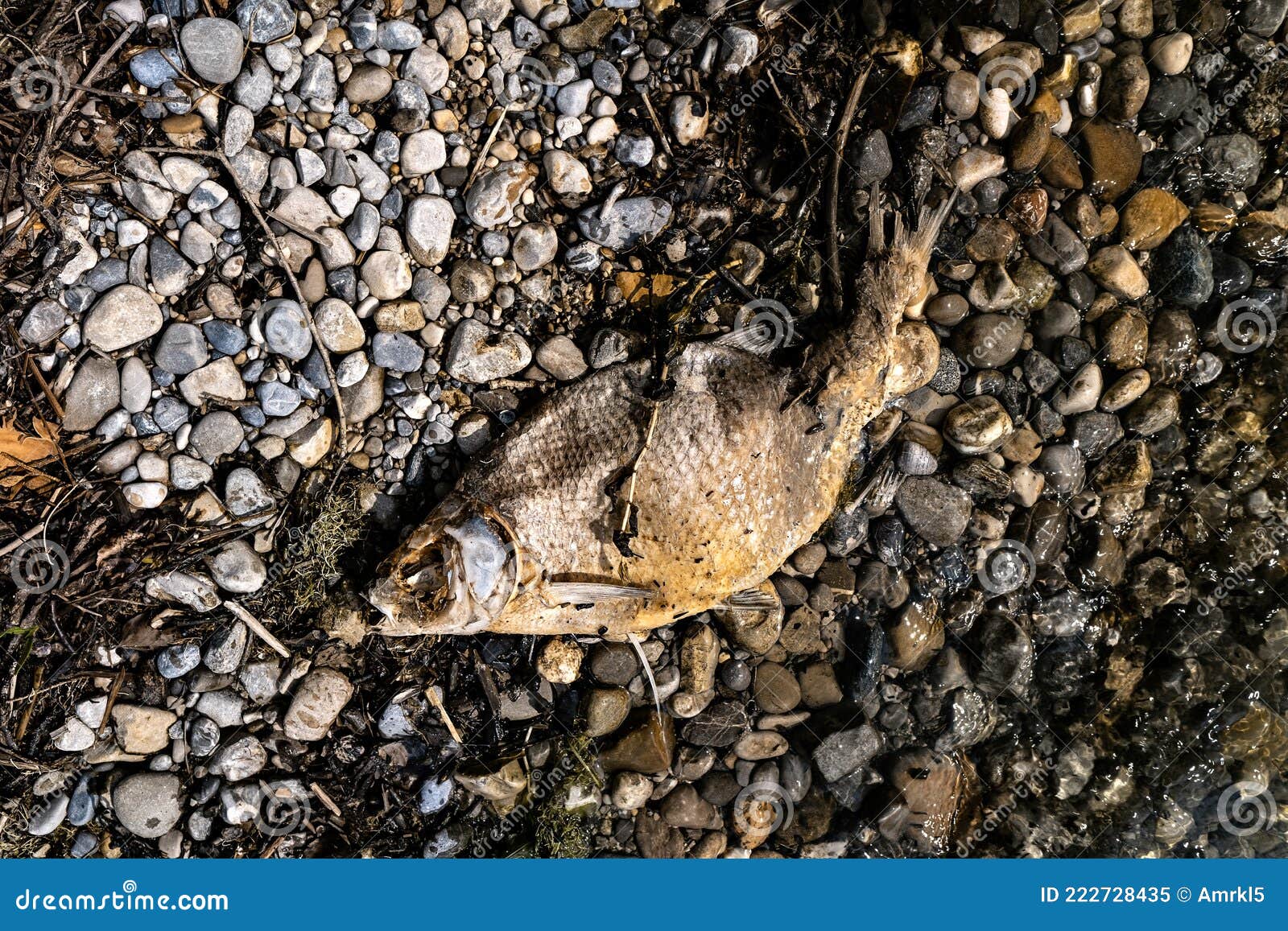 Dead Decomposed Fish on the Beach Stock Image - Image of environment ...