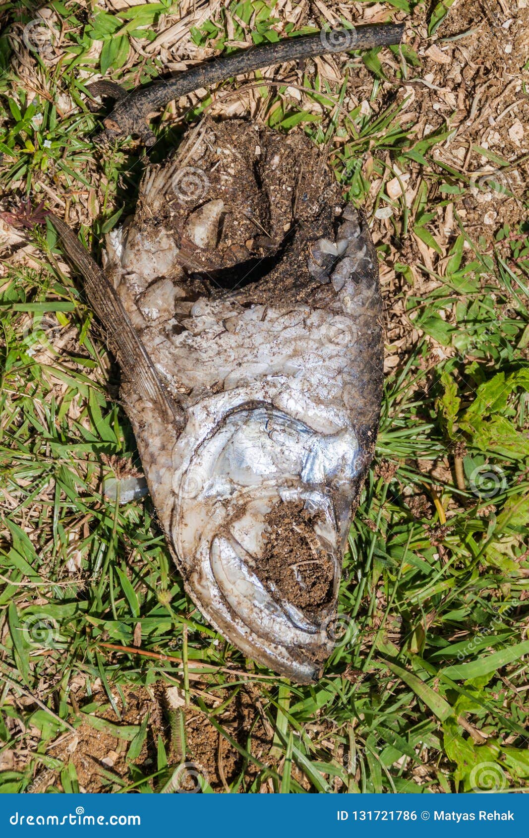 Dead Decomposing Fish on a Gra Stock Photo - Image of coast, climate ...