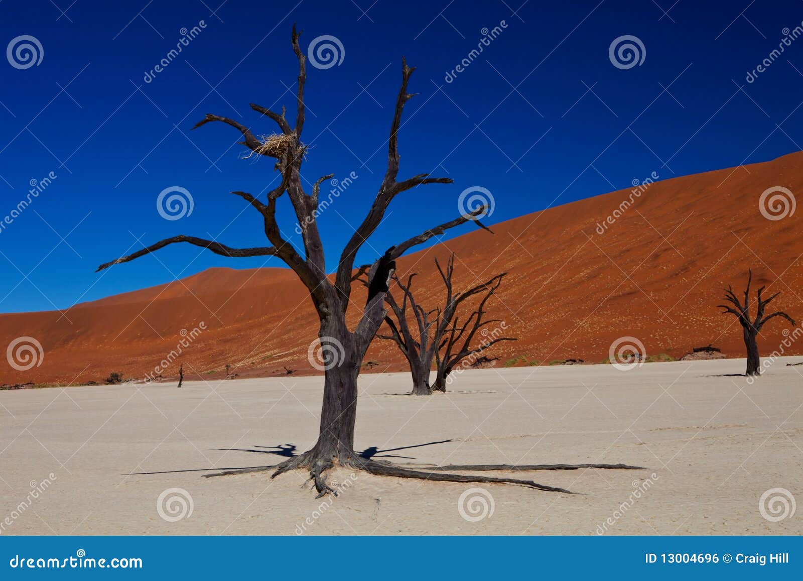 Dead Desert stock photo. Image of death, arid, terrain - 13004696
