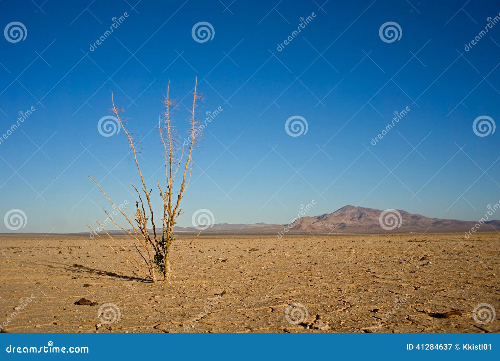 Dead in the Desert stock image. Image of lifeless, earth - 41284637