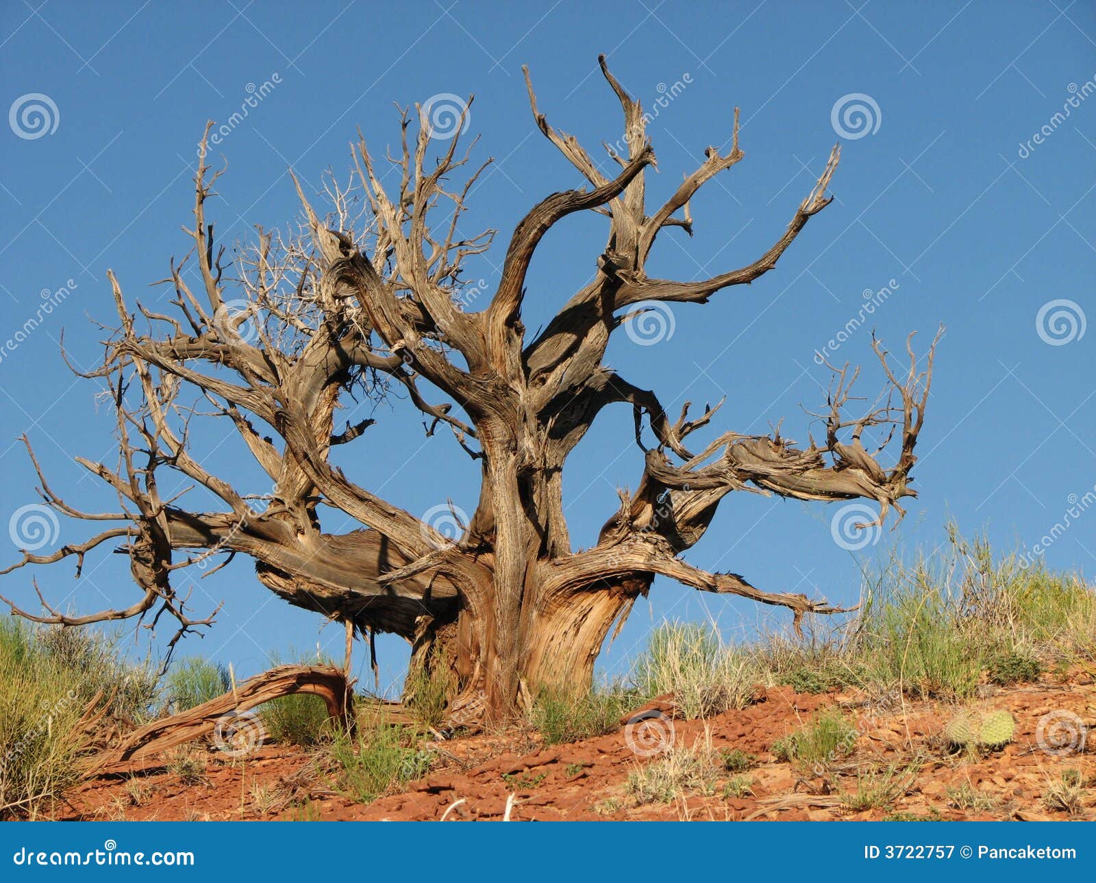 Dead desert tree stock image. Image of evening, gnarled - 3722757