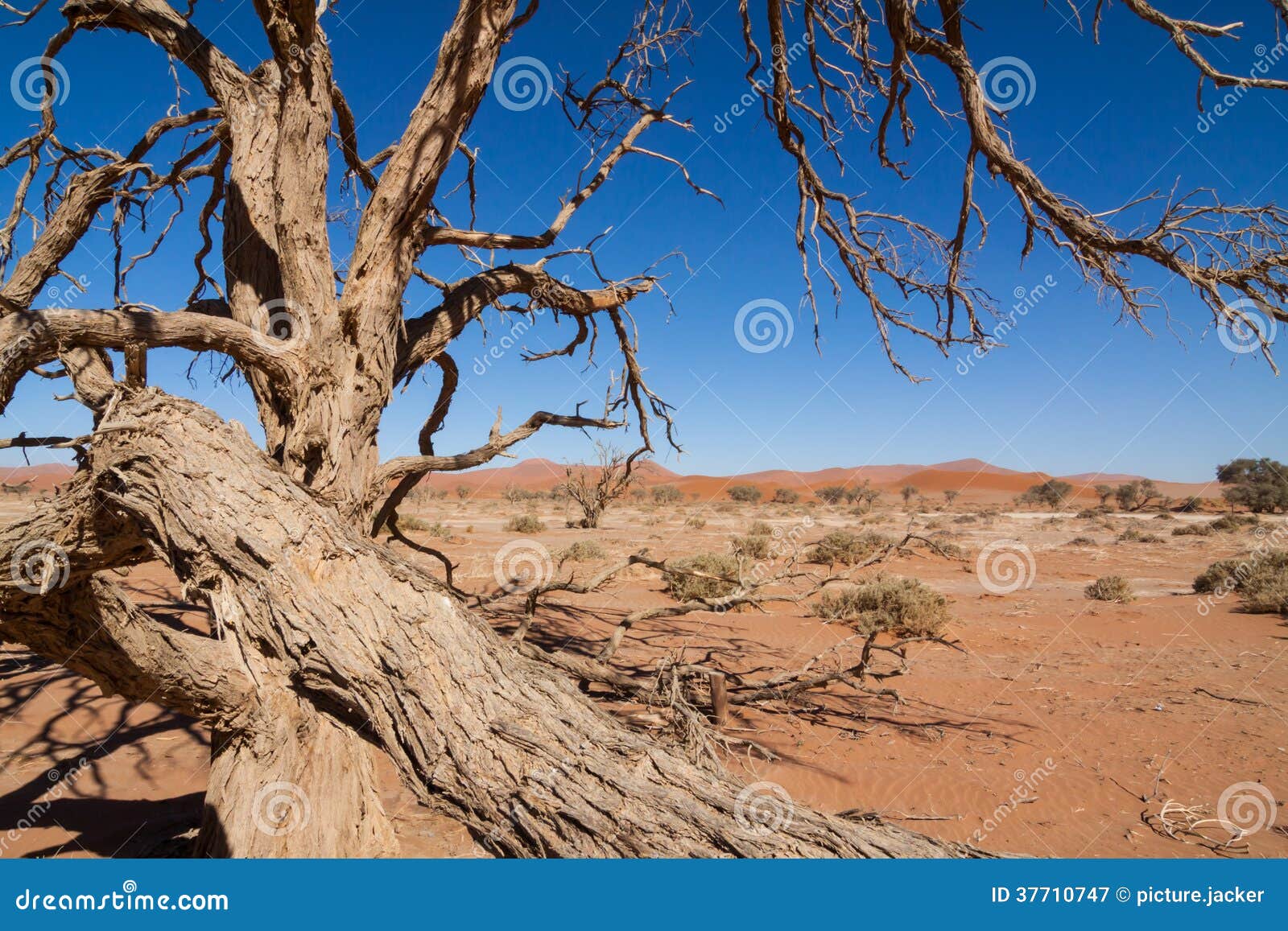 Dead desert tree stock image. Image of desolate, blue - 37710747