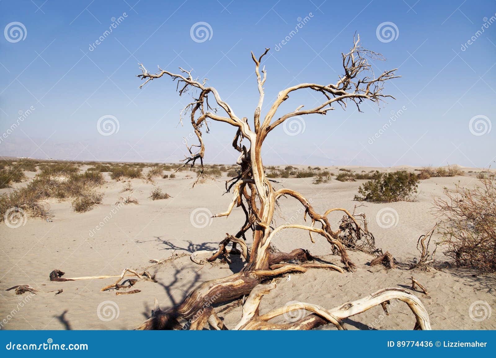 Dead desert tree stock photo. Image of america, park - 89774436