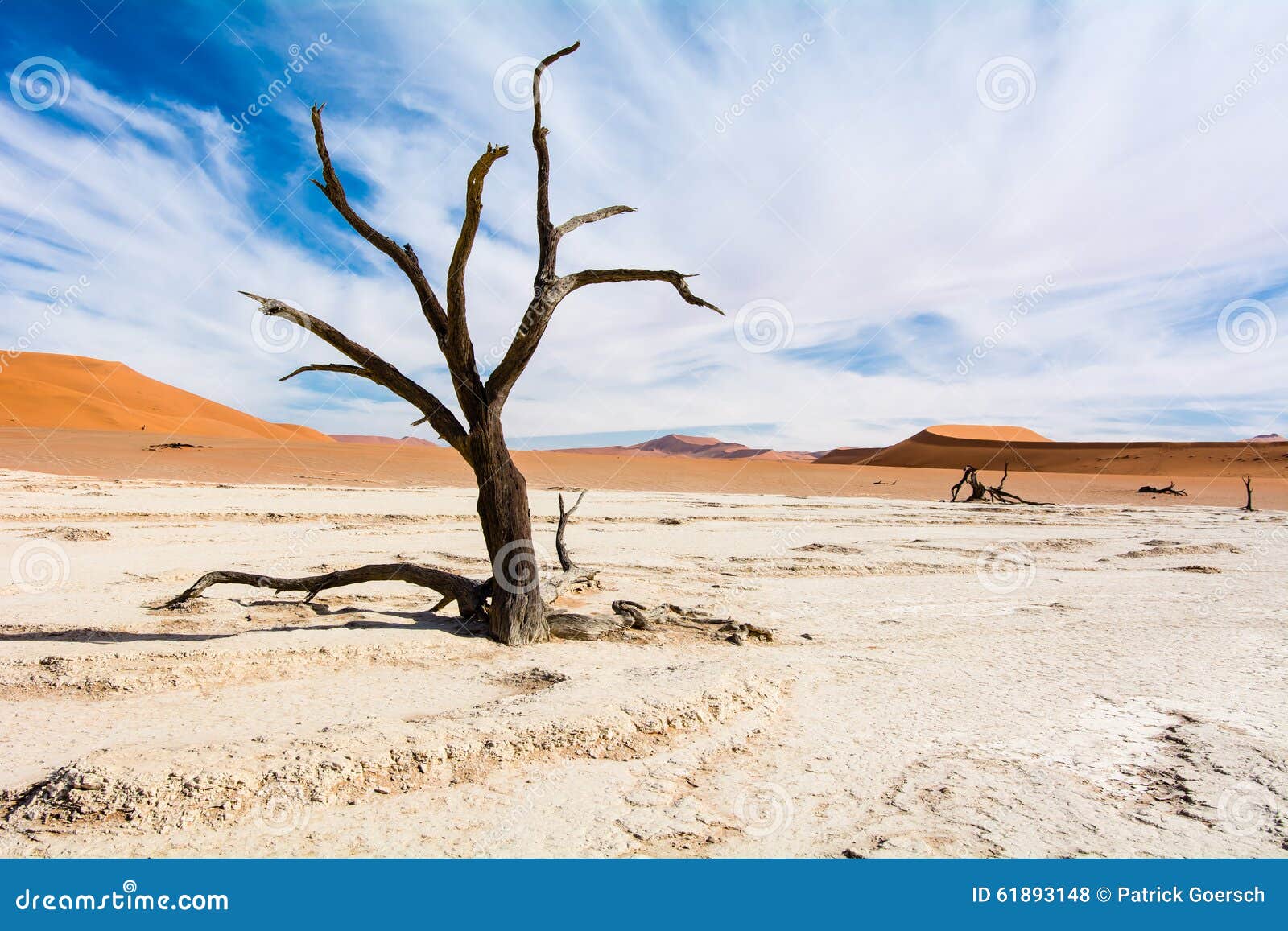 Dead desert tree stock photo. Image of sand, namibia - 61893148