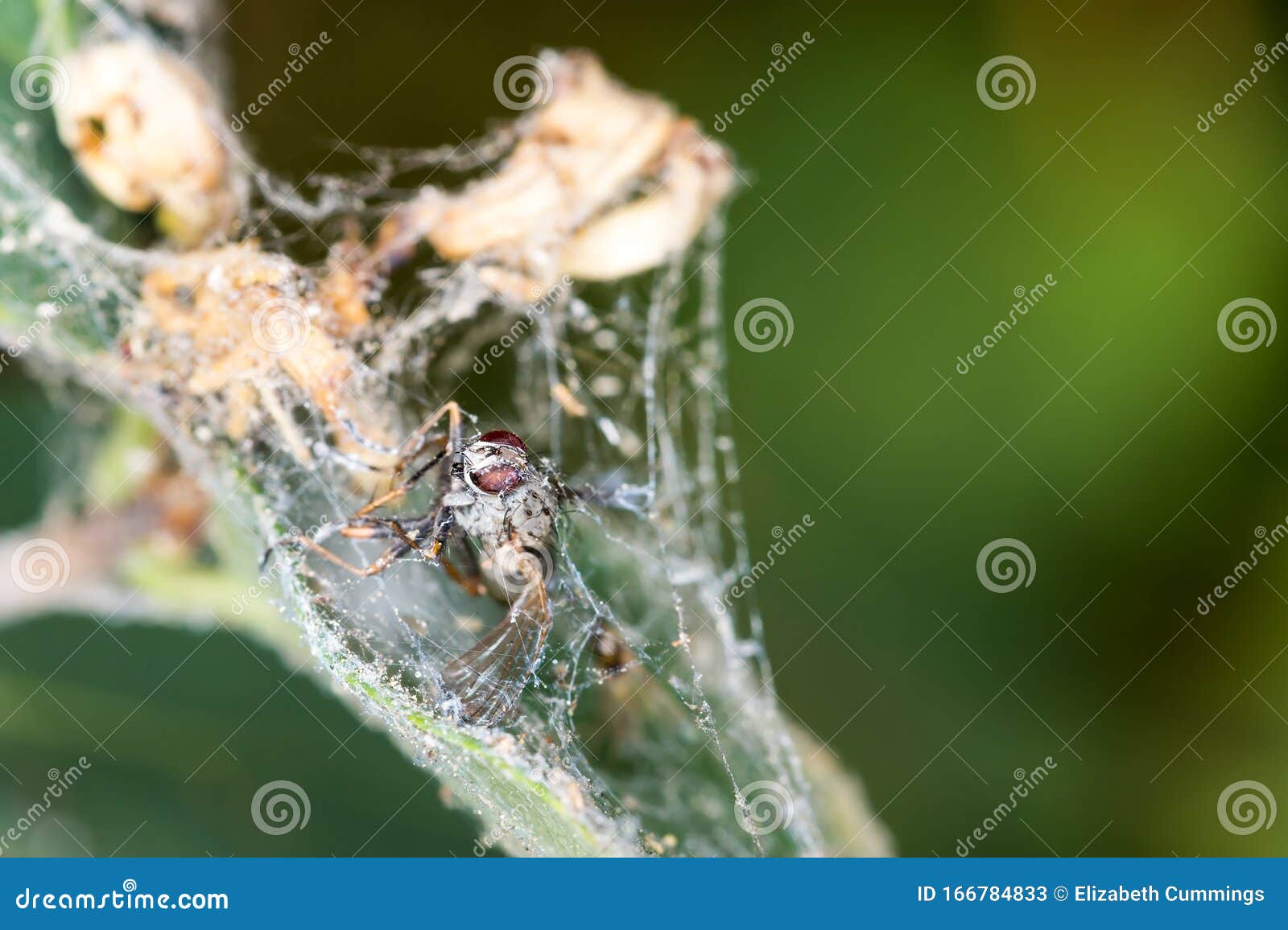 Dead Dessicated Fly Corpse Trapped in a Spider Web on a Rose Bush Stock ...