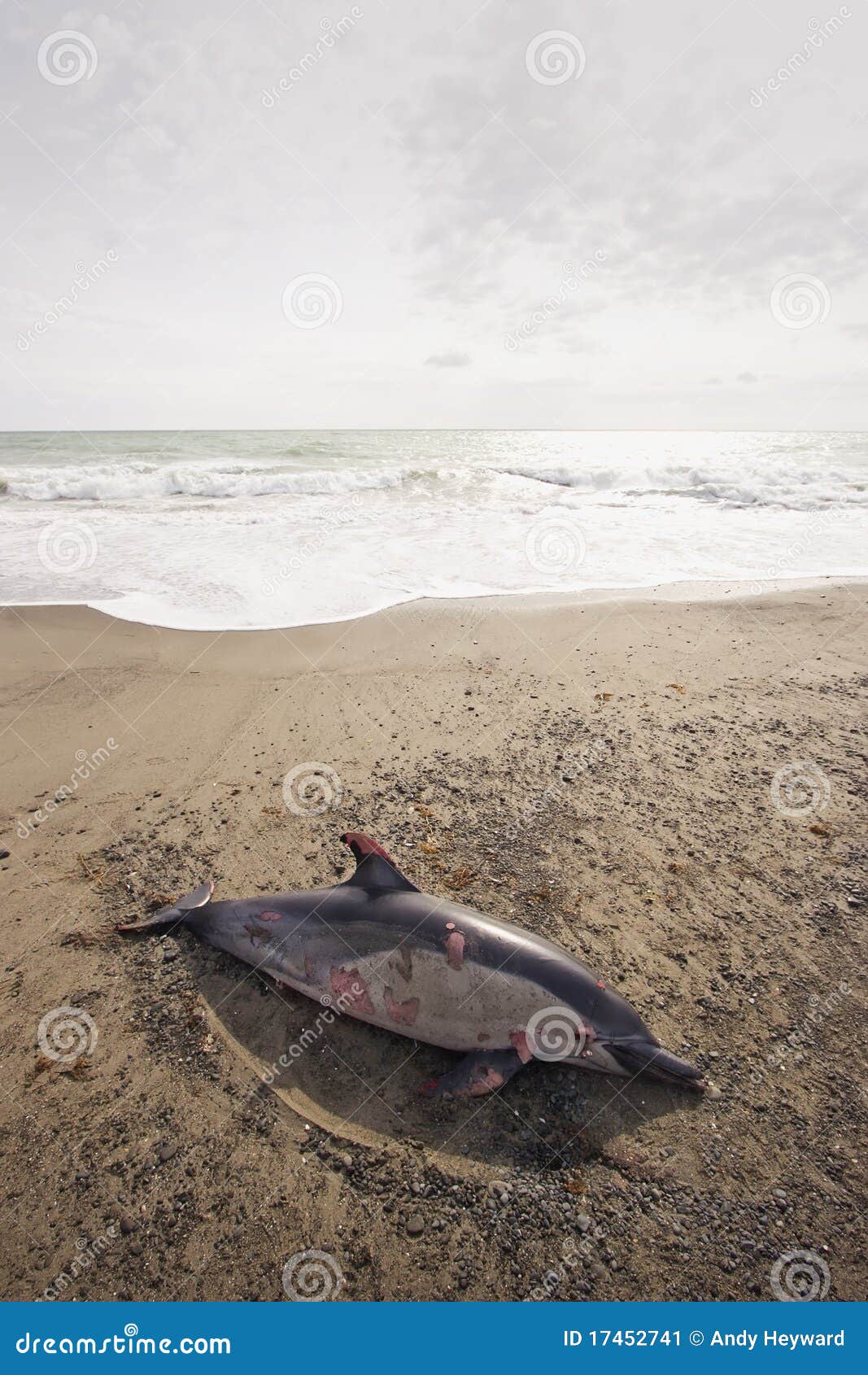 Dead Dolphin 04 stock image. Image of death, decay, haumoana - 17452741