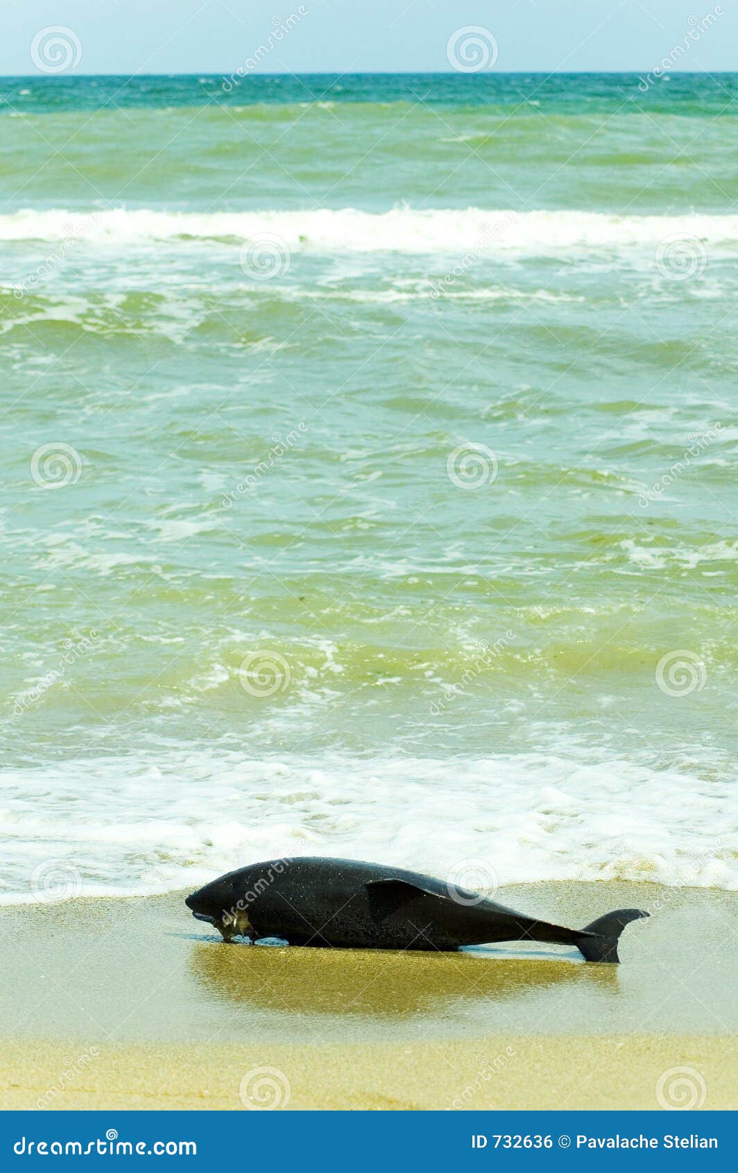 Dead dolphin stock photo. Image of afterlife, coast, decease - 732636