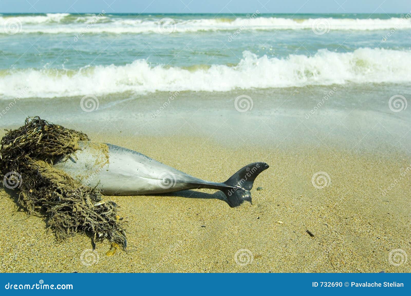 Dead dolphin stock photo. Image of afterlife, dolphin, beneath - 732690