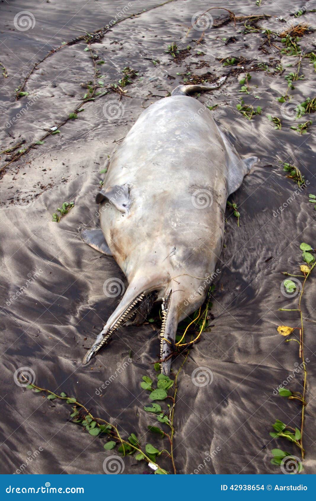 Dead dolphin stock photo. Image of problem, mammal, ecology - 42938654