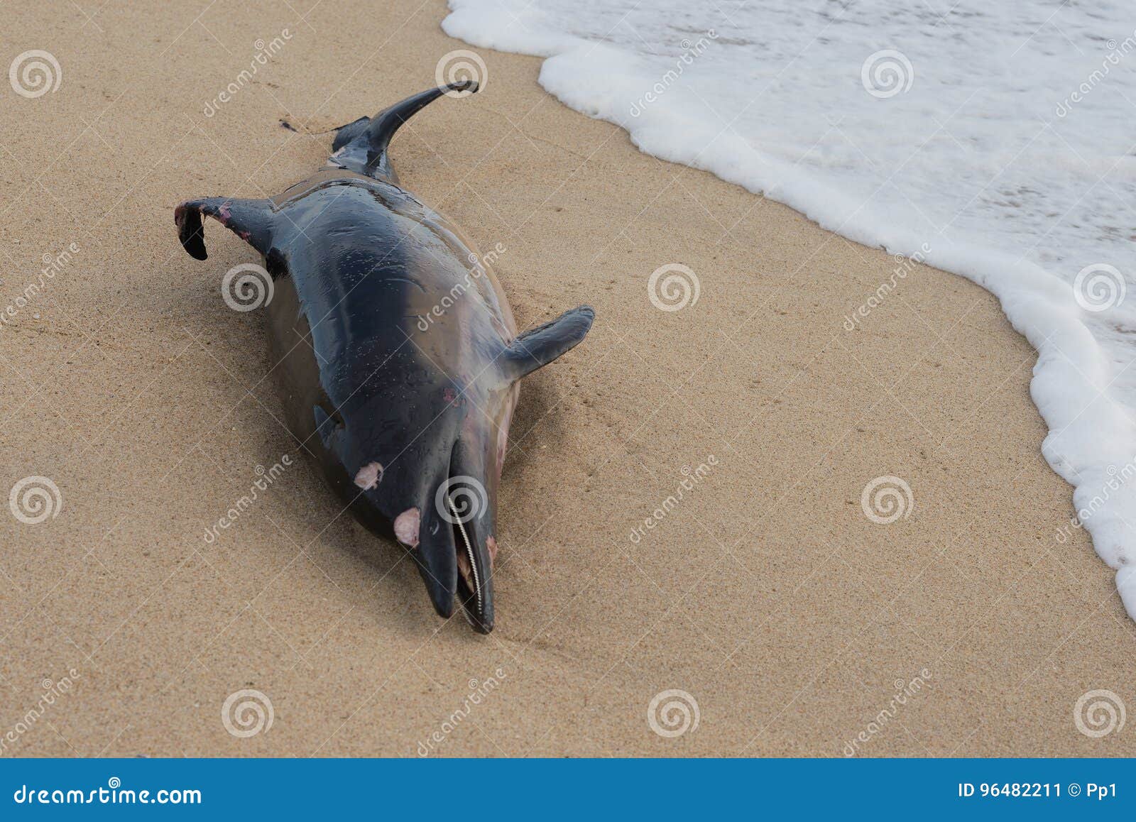 Dead Dolphin Fish at Sandy Beach Pollution Stock Image - Image of ...