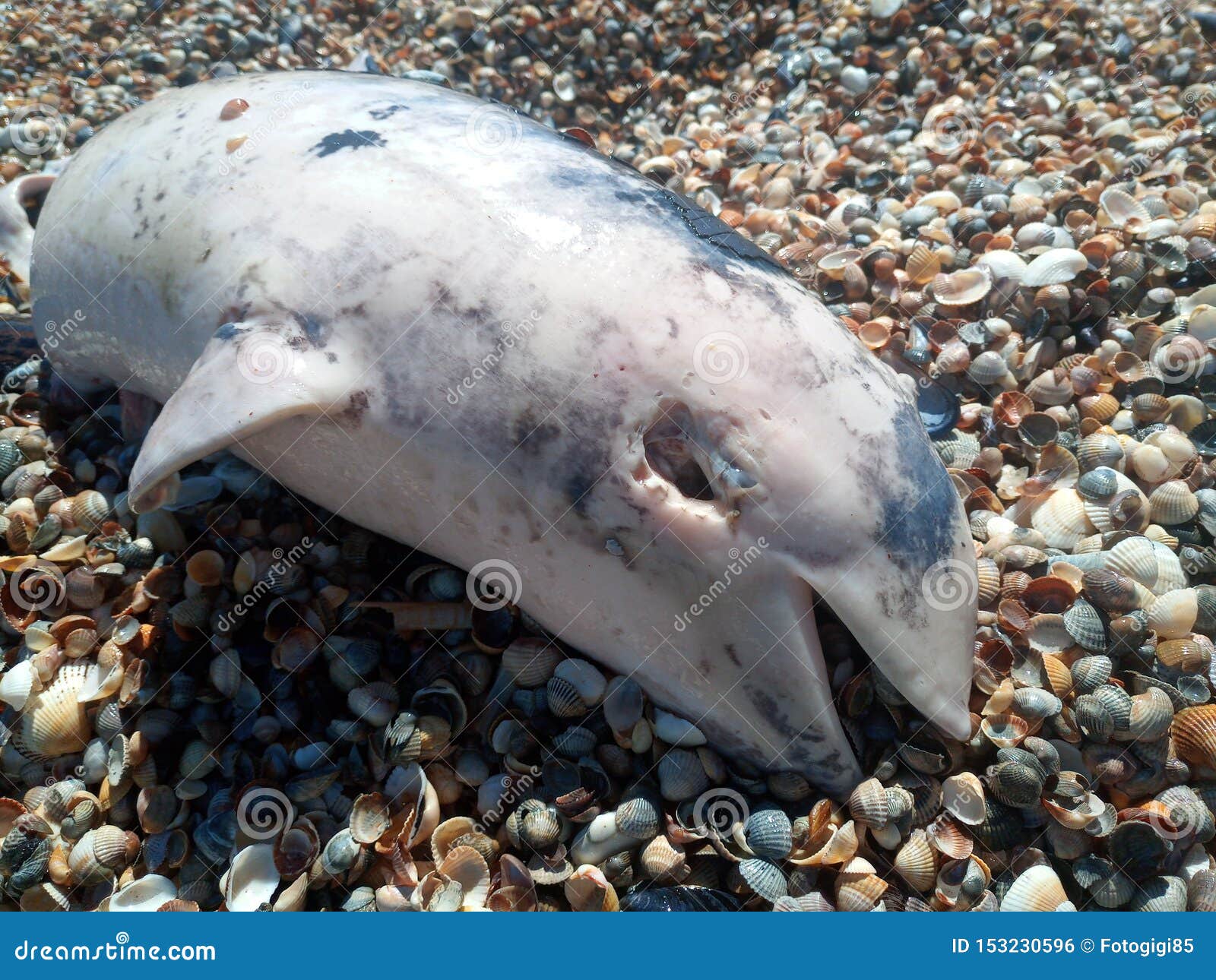 Dead Bottlenose Dolphin Royalty-Free Stock Photo | CartoonDealer.com ...