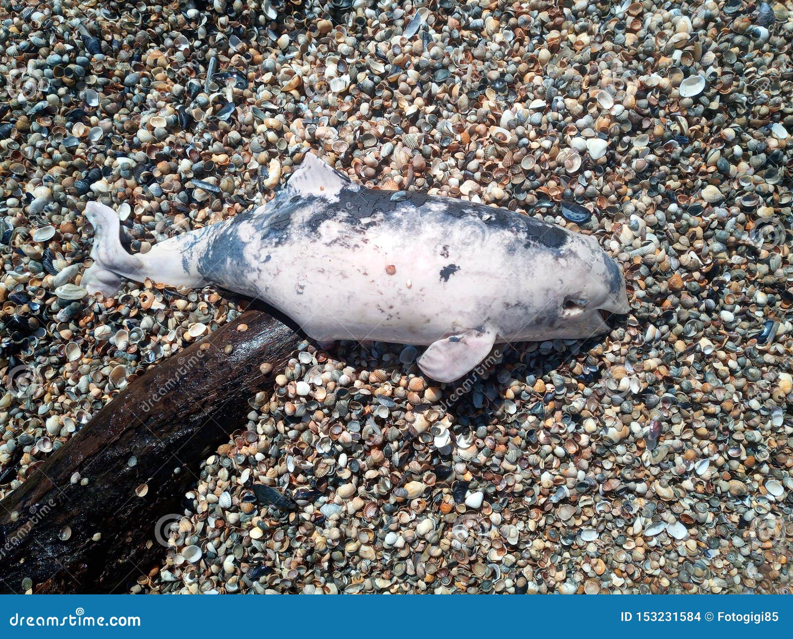 Dead Bottlenose Dolphin. Stock Photography | CartoonDealer.com #25616156