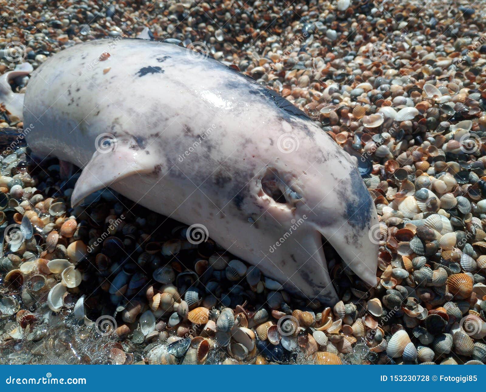 Dead Bottlenose Dolphin. Stock Photography | CartoonDealer.com #25616156
