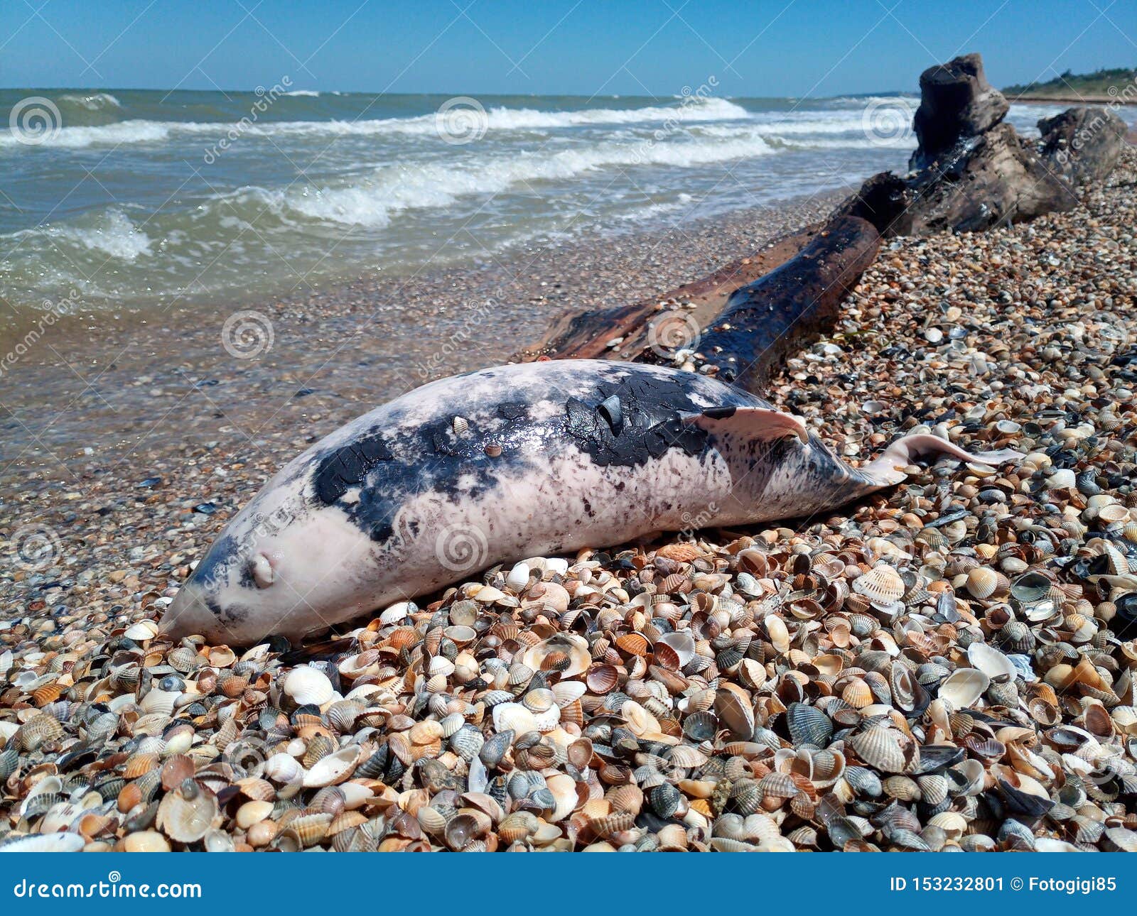 Dead Bottlenose Dolphin. Stock Photography | CartoonDealer.com #25616156