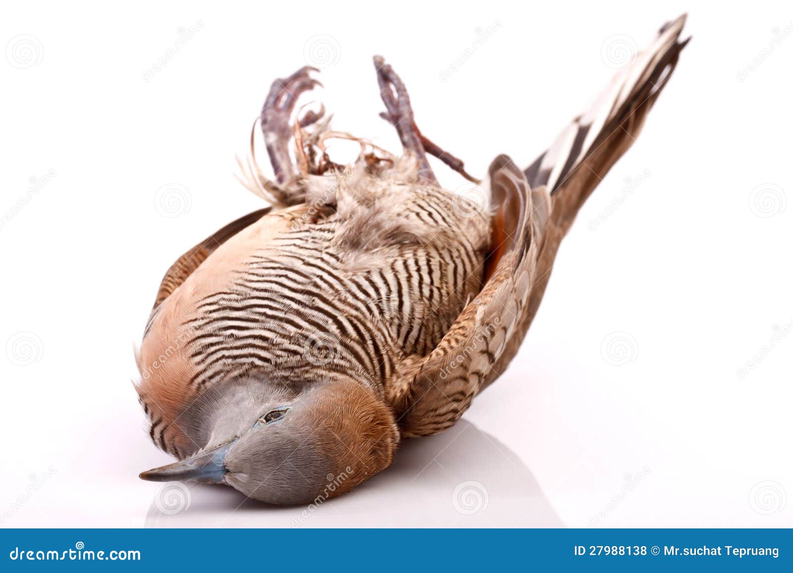 Dead Dove Brid On White Royalty Free Stock Photos - Image: 27988138