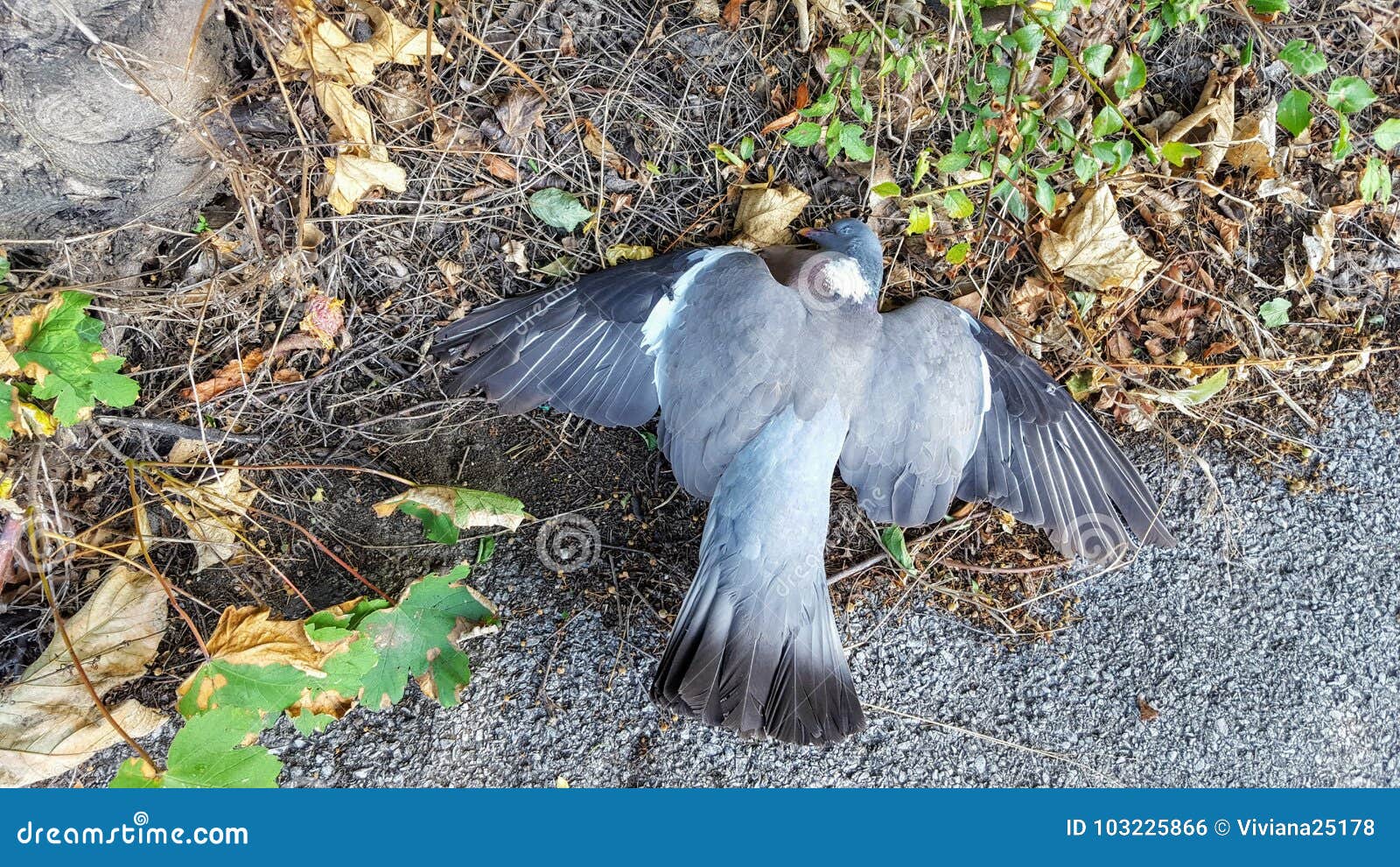 A dead dove on the grass stock photo. Image of death - 103225866
