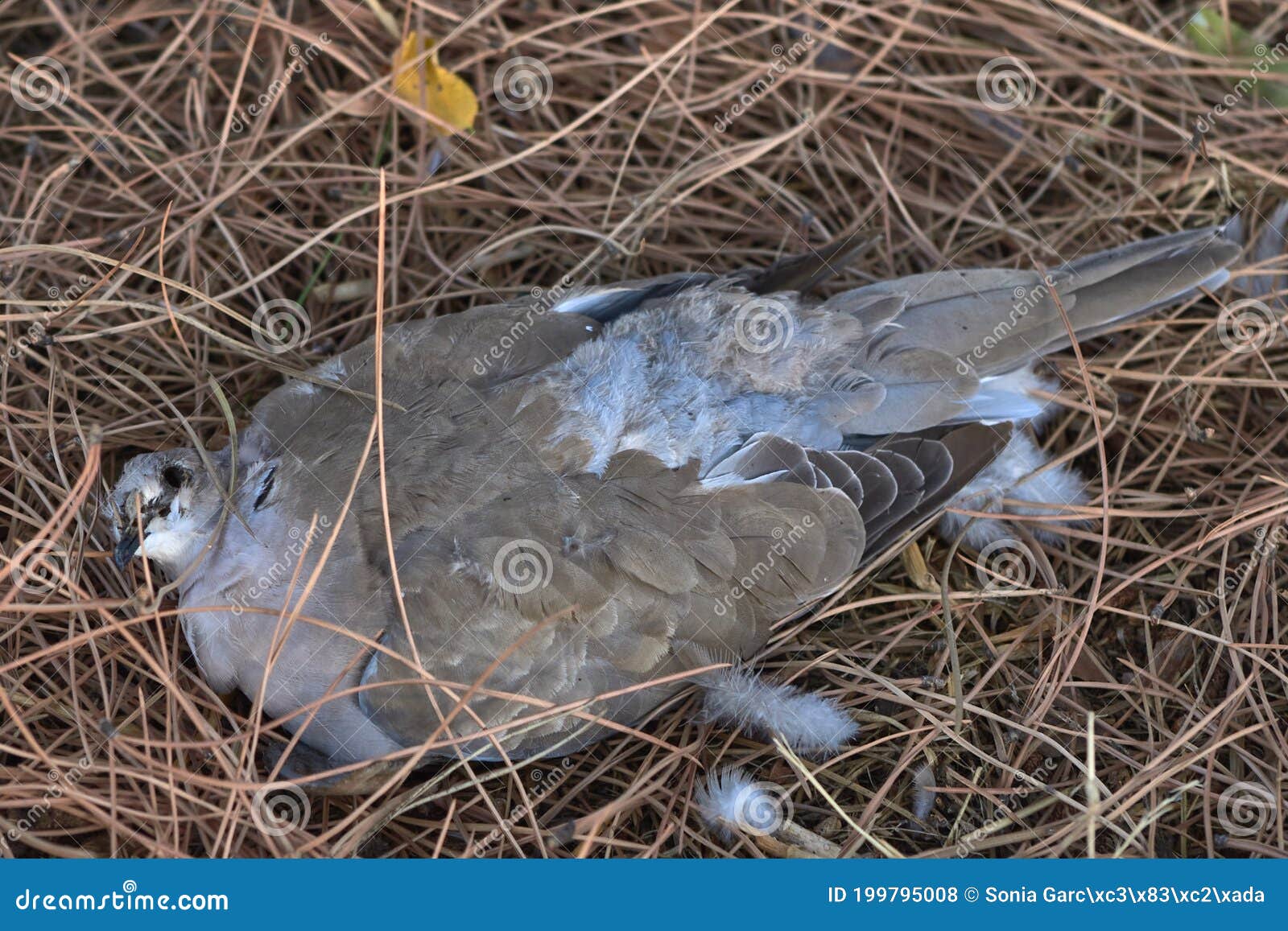 Dead Dove in the forest stock photo. Image of bird, pigeon - 199795008