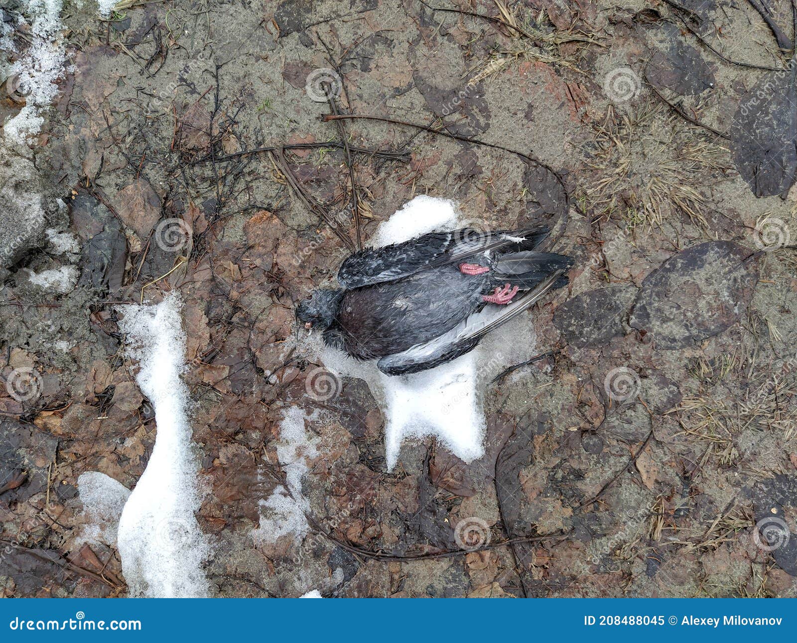 Dead Dove on the Ground in Snow Stock Image - Image of flying, feather ...