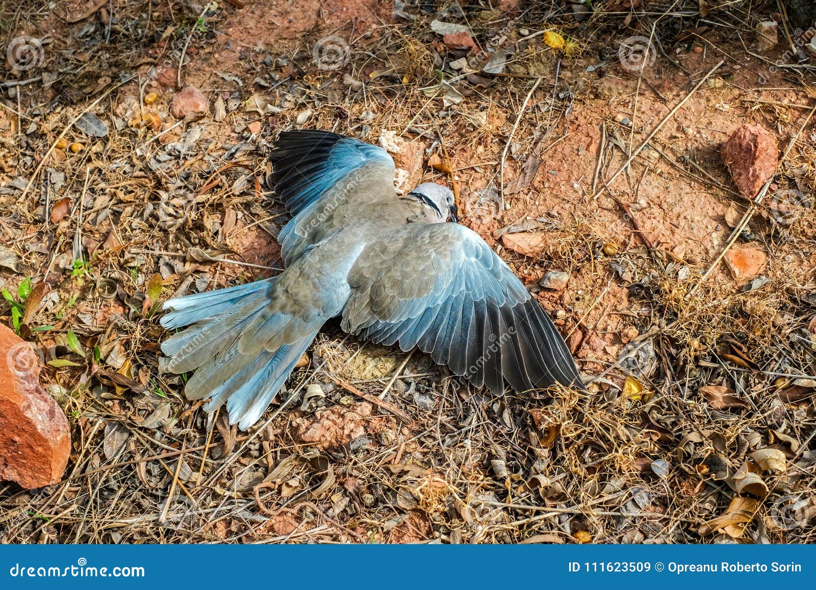 Dead dove in nature stock image. Image of death, earth - 111623509