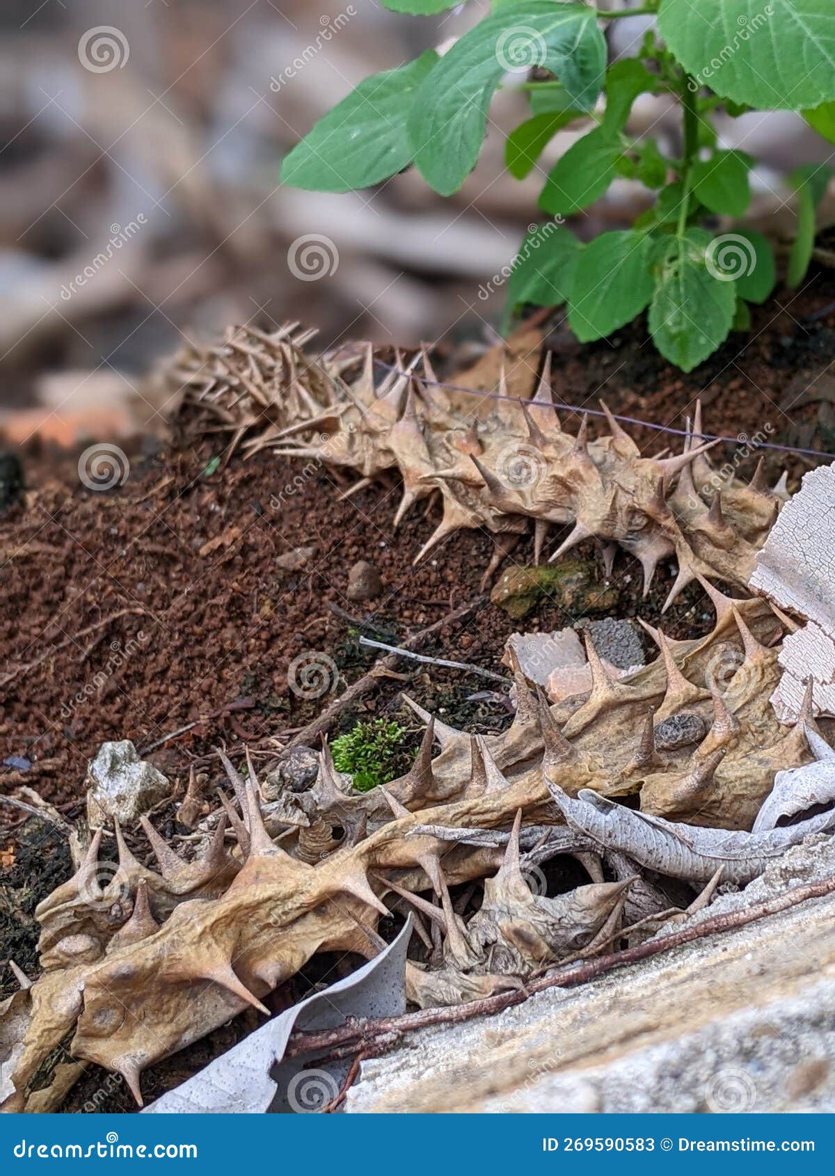 Dead Dragon Blood Tree, Dracaena Cinnabari, Socotra Dragon Tree ...
