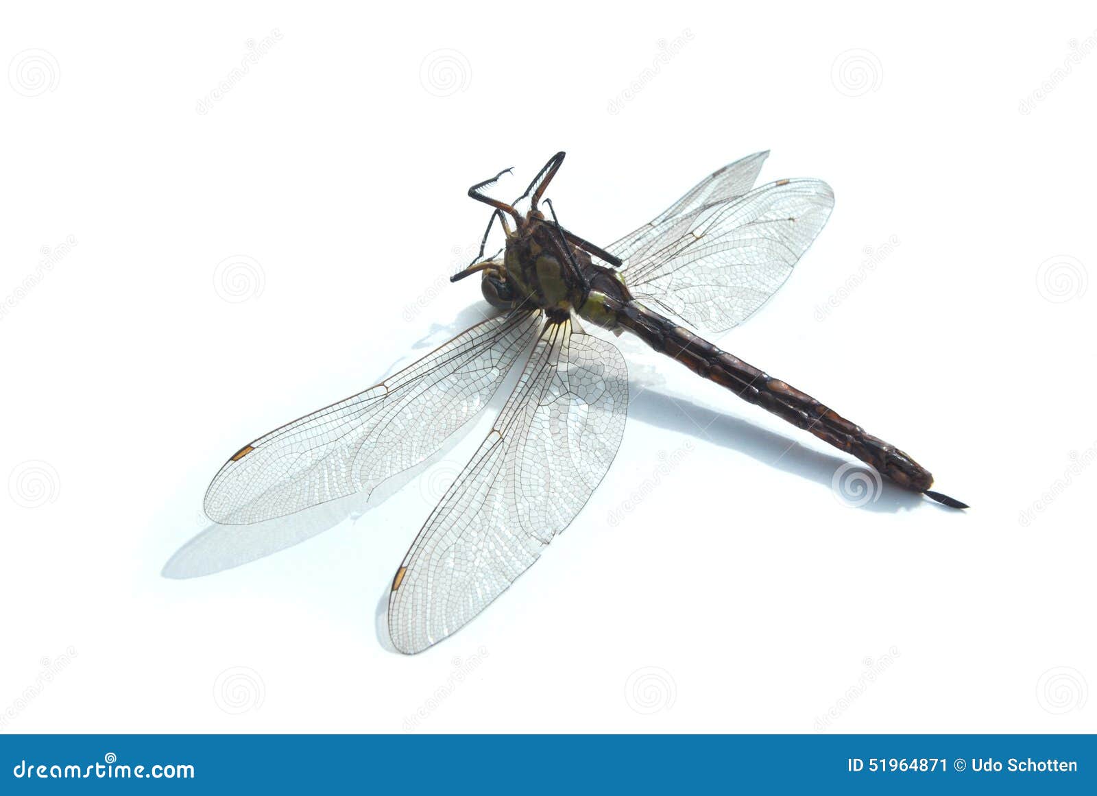 Dead dragonfly stock image. Image of insects, maximum - 51964871