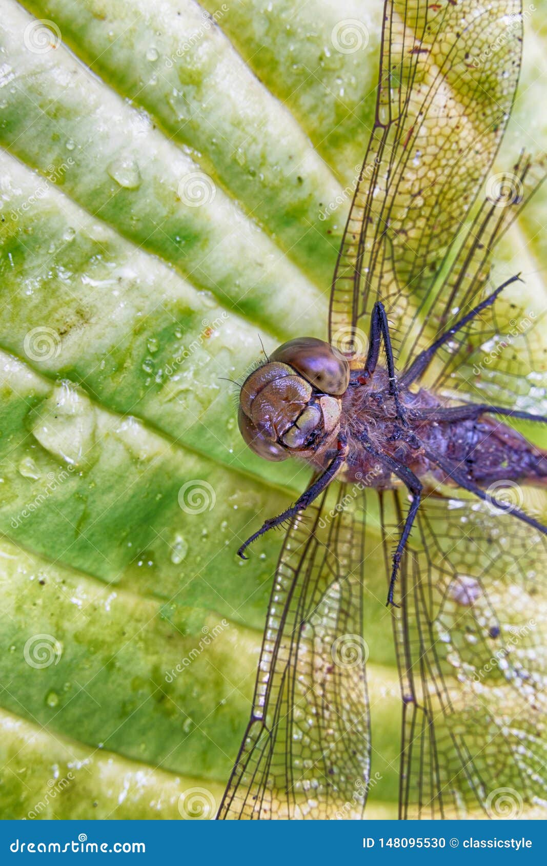 Dead Dragonfly with Broken Legs Stock Photo - Image of dragonfly, black ...