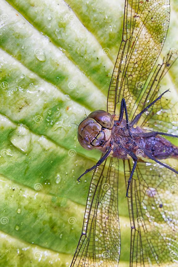 Dead Dragonfly with Broken Legs Stock Photo - Image of dragonfly, black ...