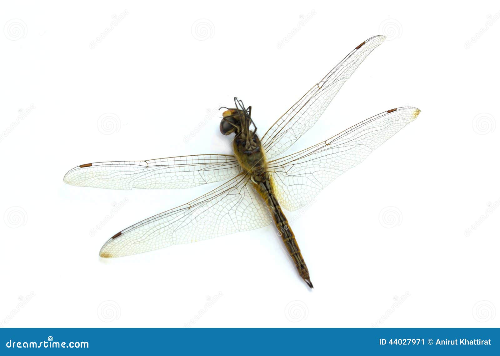 Dead dragonfly stock image. Image of view, indoors, pets - 44027971