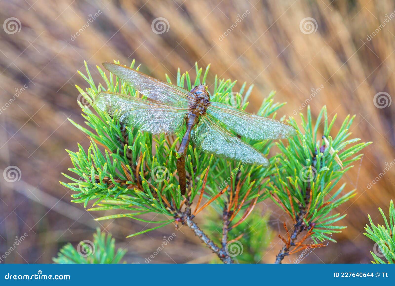 Dead Dragonfly Lying on Pine Branch Stock Photo - Image of dragonflies ...