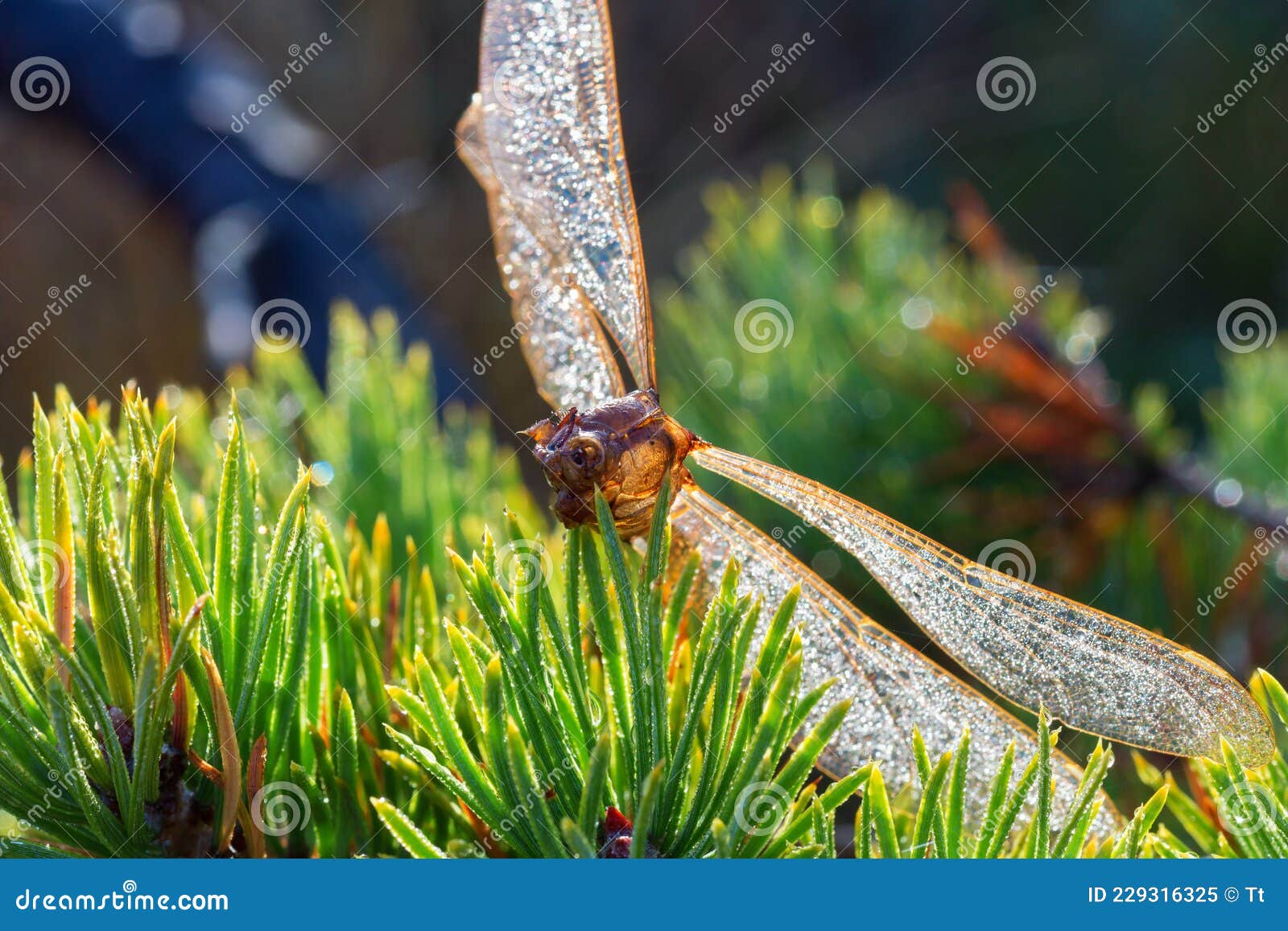 Dead Dragonfly with Transparent Wings Stock Image - Image of bush ...