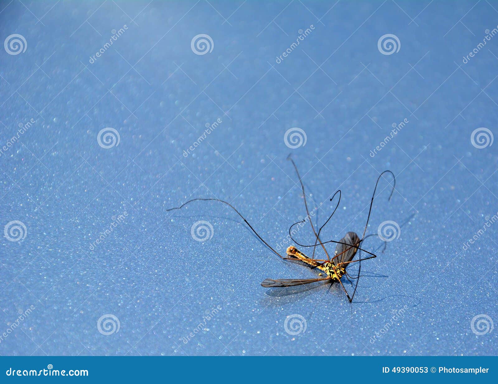 Dead dragonfly stock image. Image of legs, natural, parasitic - 49390053